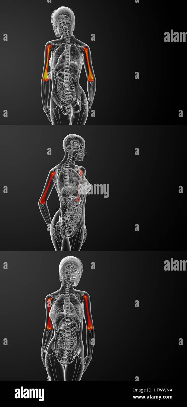 3d rendering medical illustration of the humerus bone Stock Photo - Alamy
