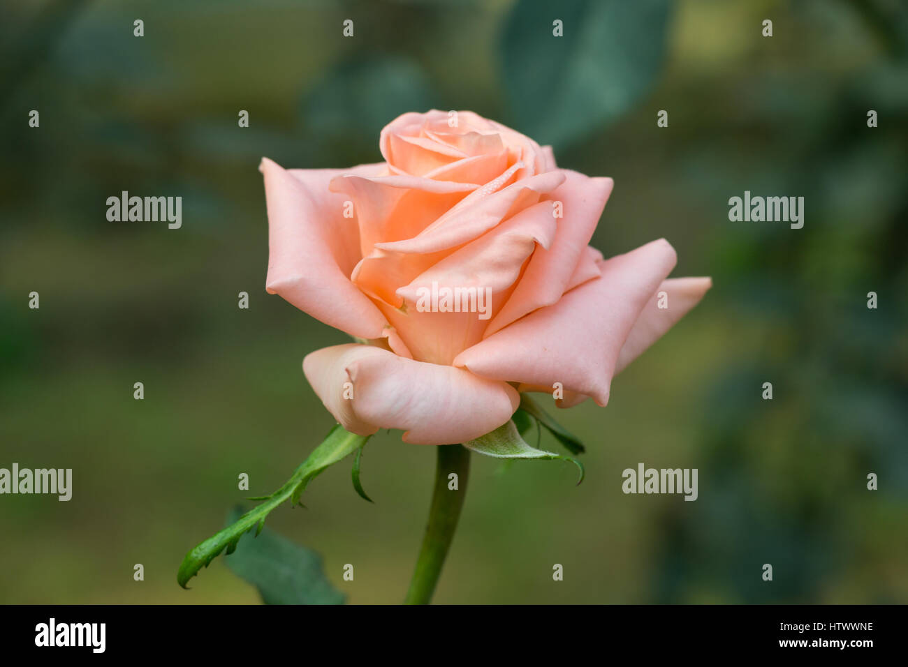 Early morning beautiful rose flower garden, dew on roses with awesome ...