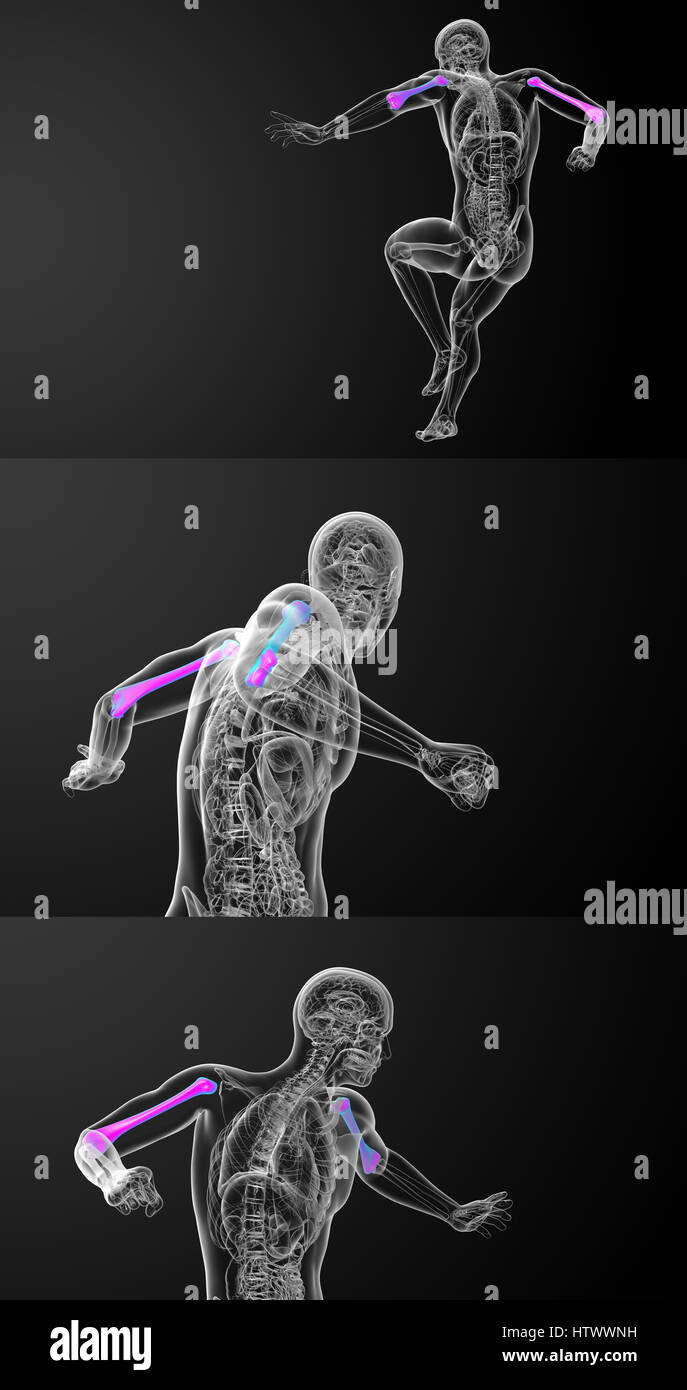 3d rendering medical illustration of the humerus bone Stock Photo - Alamy