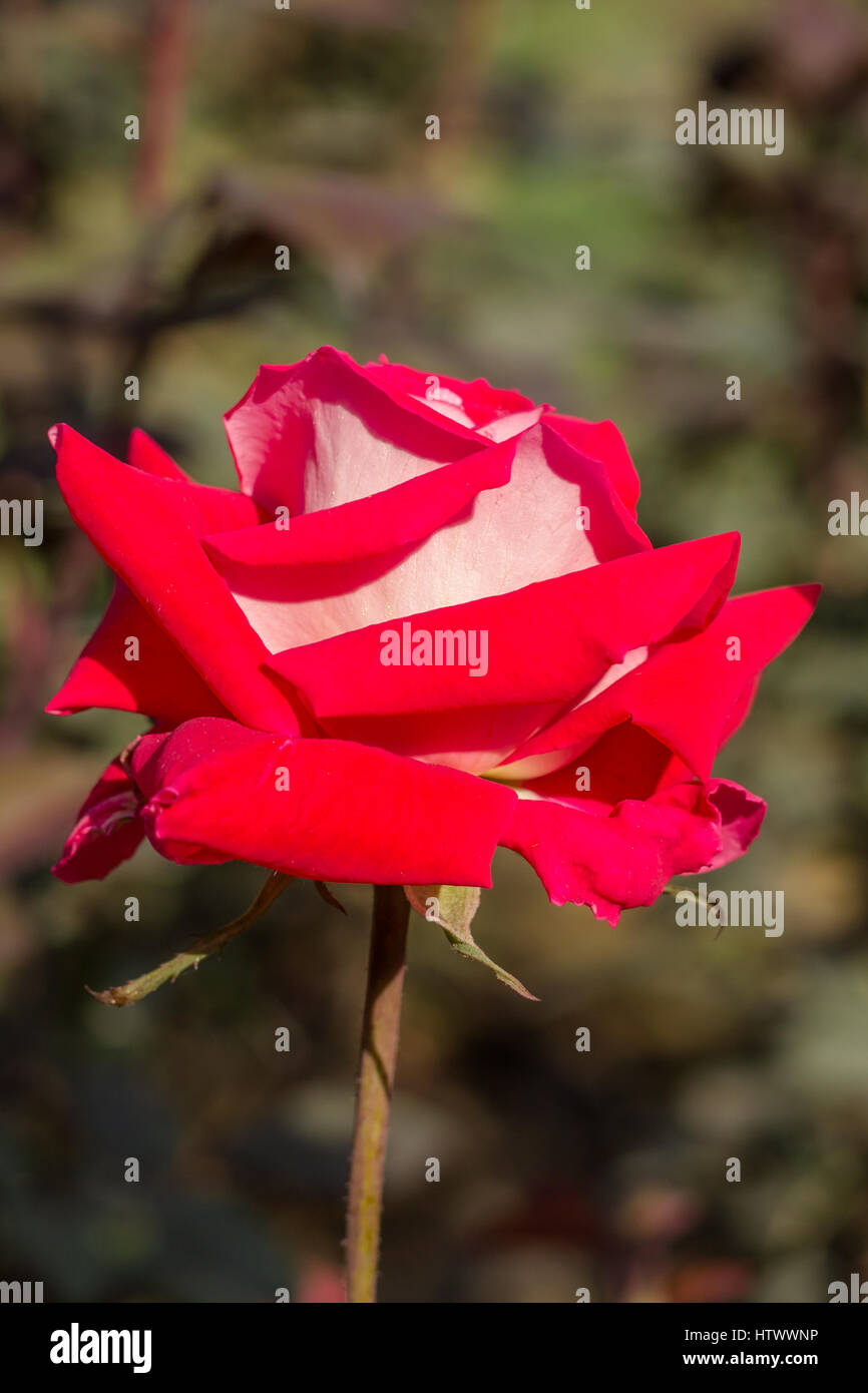 Early morning beautiful rose flower garden, dew on roses with awesome ...