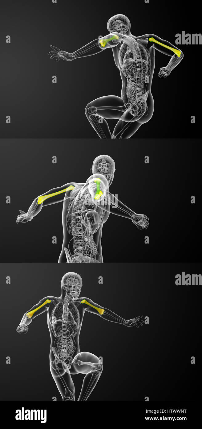 3d rendering medical illustration of the humerus bone Stock Photo - Alamy
