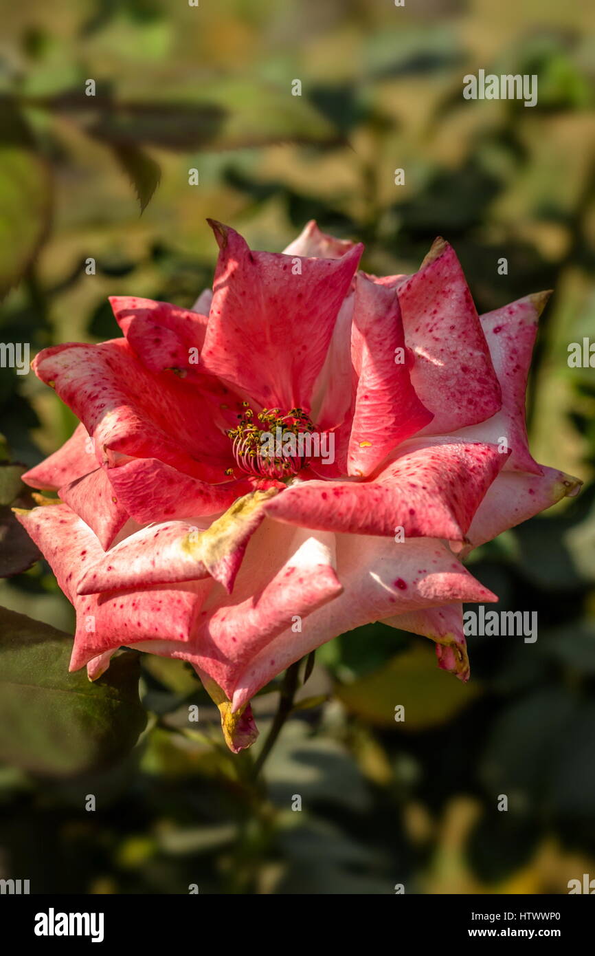 Early morning beautiful rose flower garden, dew on roses with awesome ...
