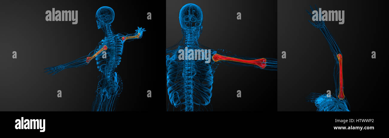 3d rendering medical illustration of the humerus bone Stock Photo - Alamy