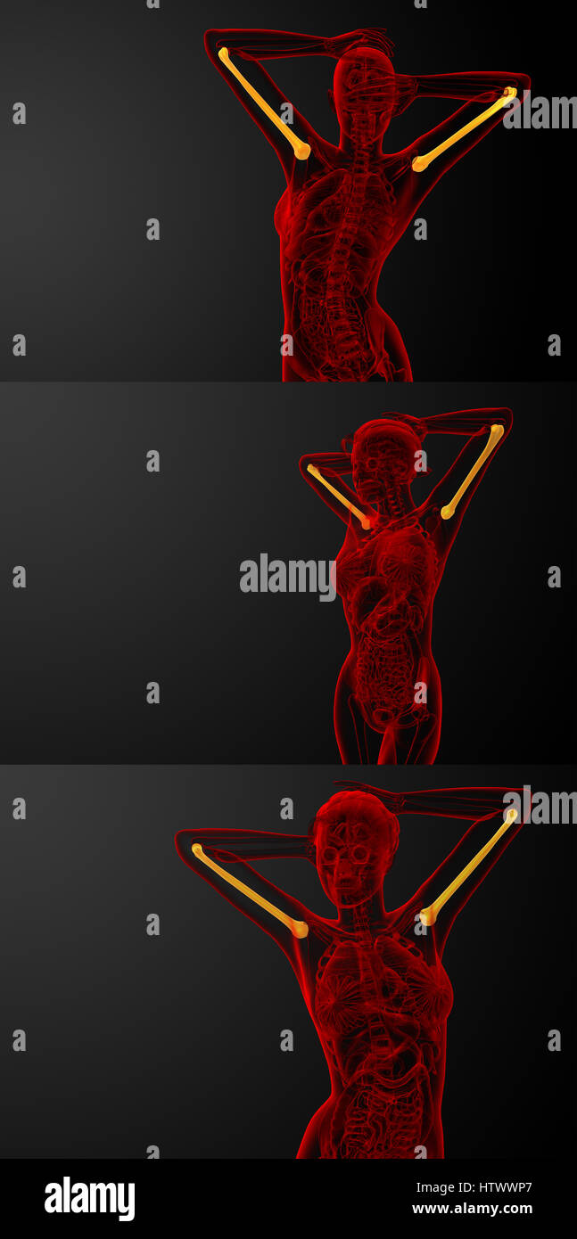 3d rendering medical illustration of the humerus bone Stock Photo - Alamy