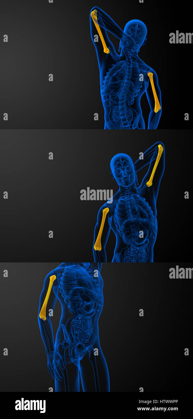 3d rendering medical illustration of the humerus bone Stock Photo - Alamy