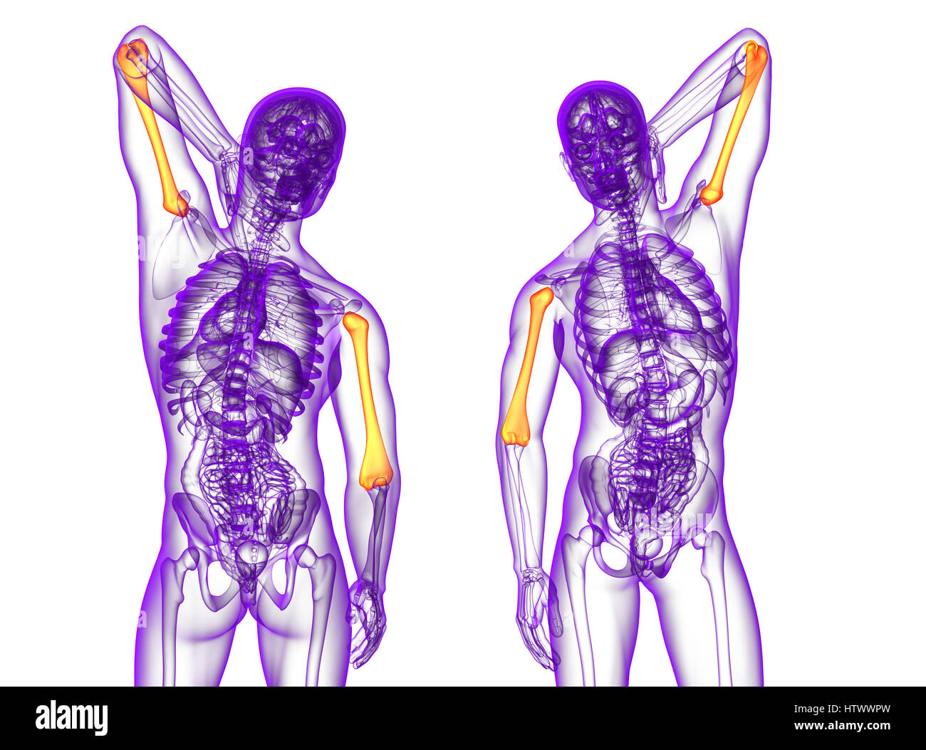 3d rendering medical illustration of the humerus bone Stock Photo - Alamy
