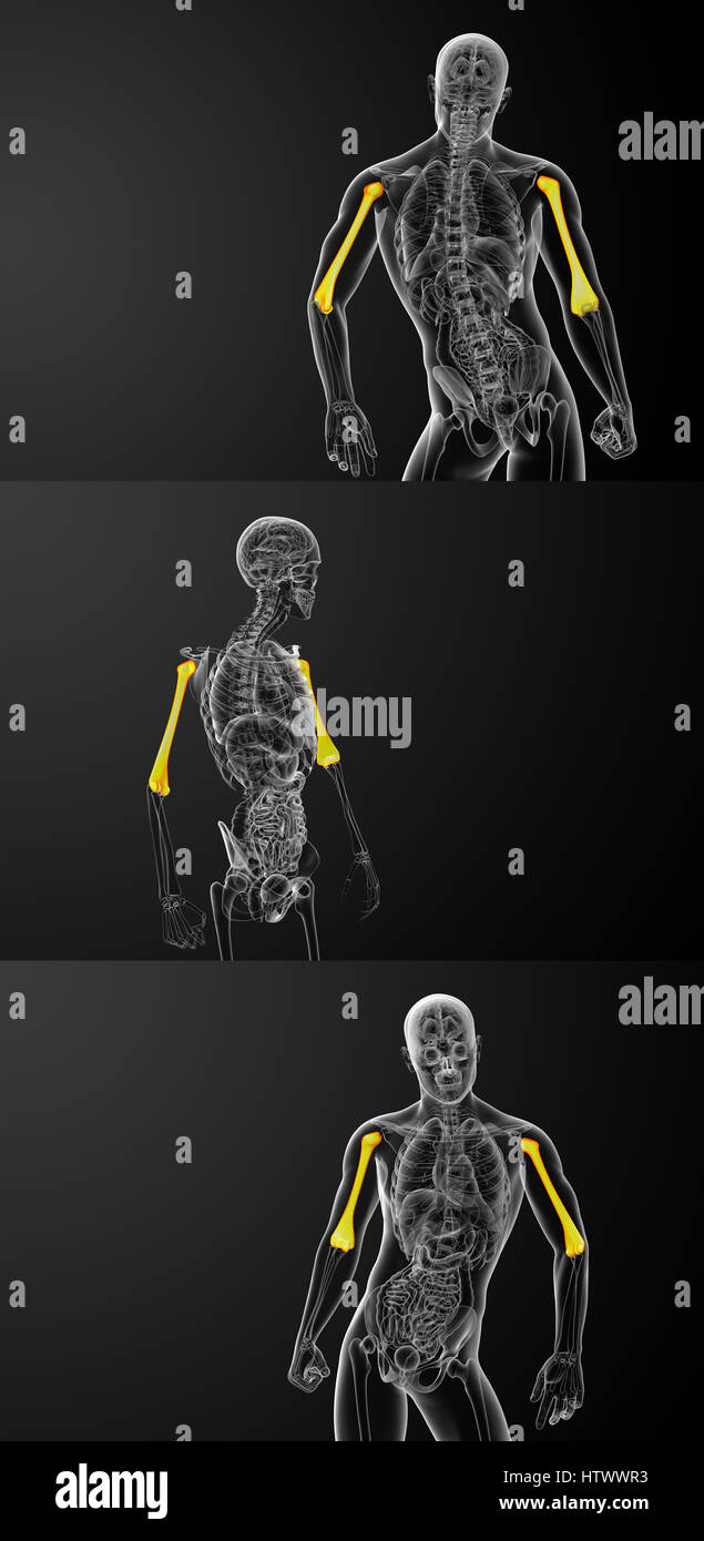 3d rendering medical illustration of the humerus bone Stock Photo - Alamy