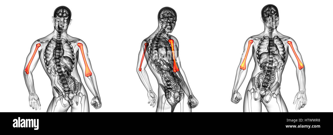 Humerus Bone Page Coloring Pages