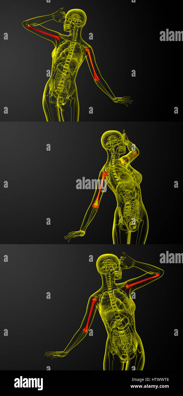 3d rendering medical illustration of the humerus bone Stock Photo - Alamy