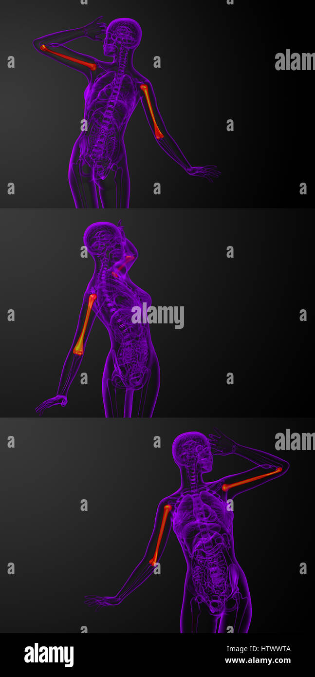 3d rendering medical illustration of the humerus bone Stock Photo - Alamy