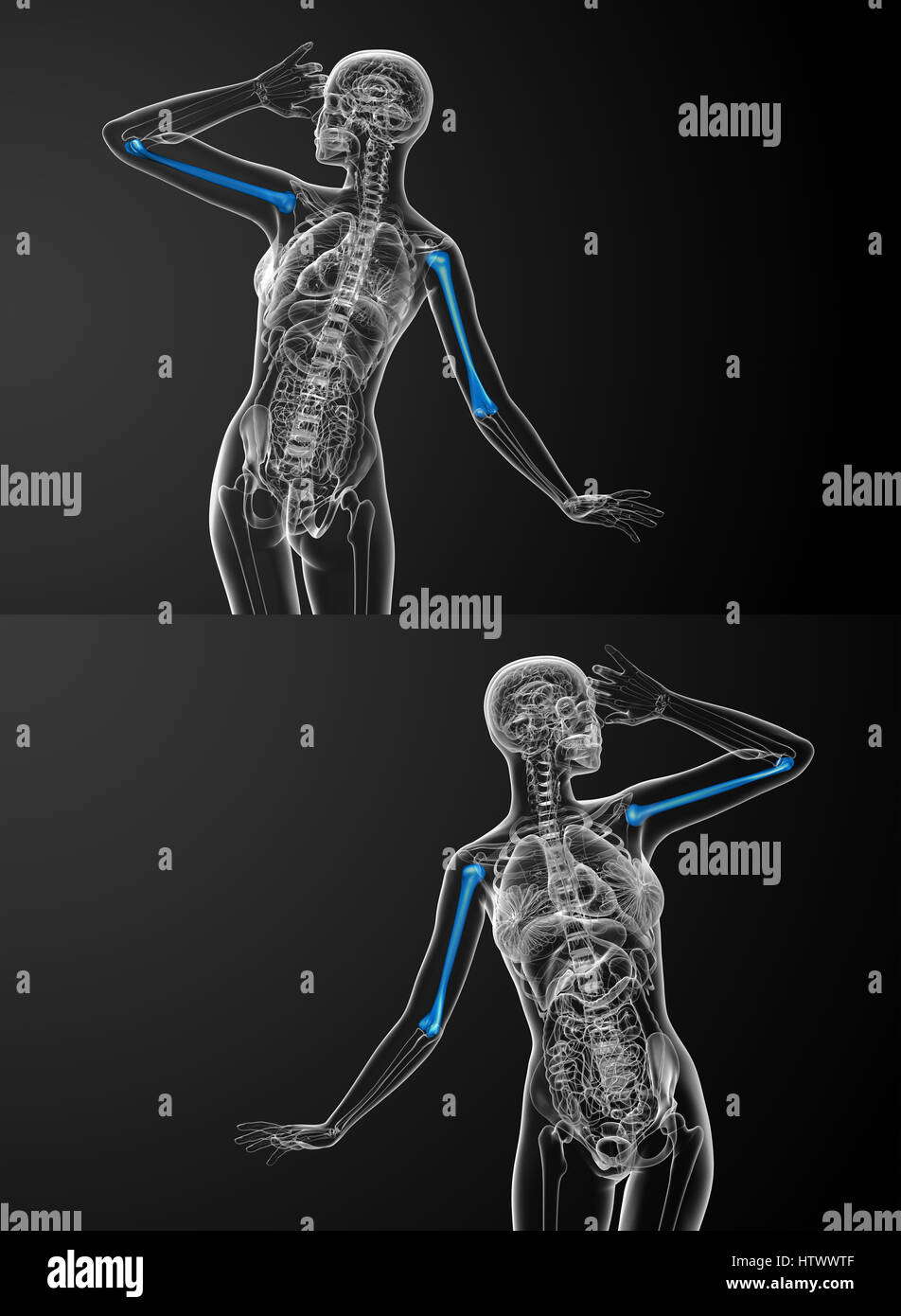 3d rendering medical illustration of the humerus bone Stock Photo - Alamy