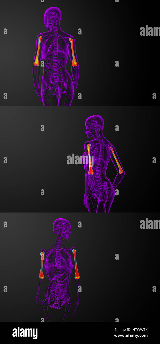 3d rendering medical illustration of the humerus bone Stock Photo - Alamy
