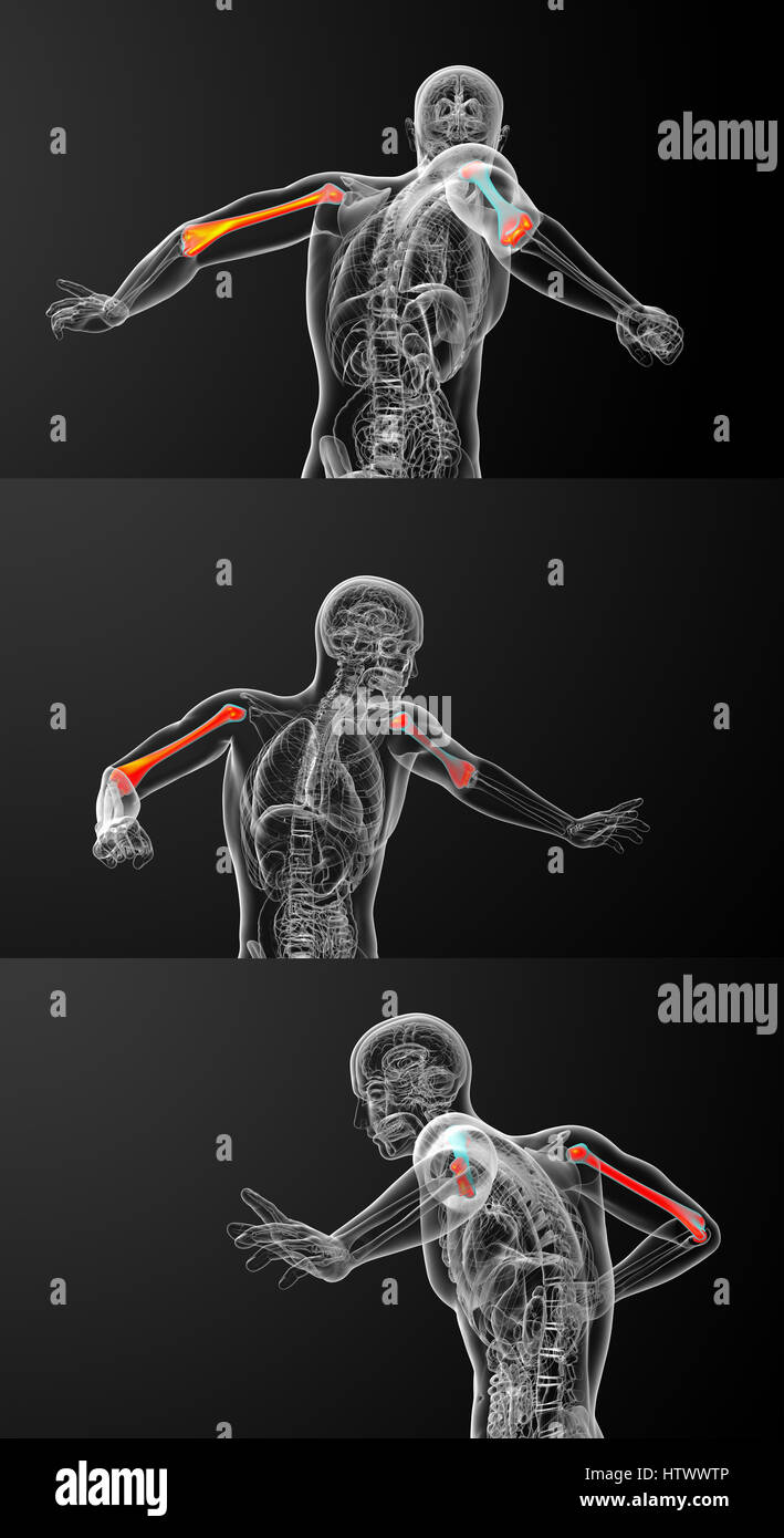 3d rendering medical illustration of the humerus bone Stock Photo - Alamy