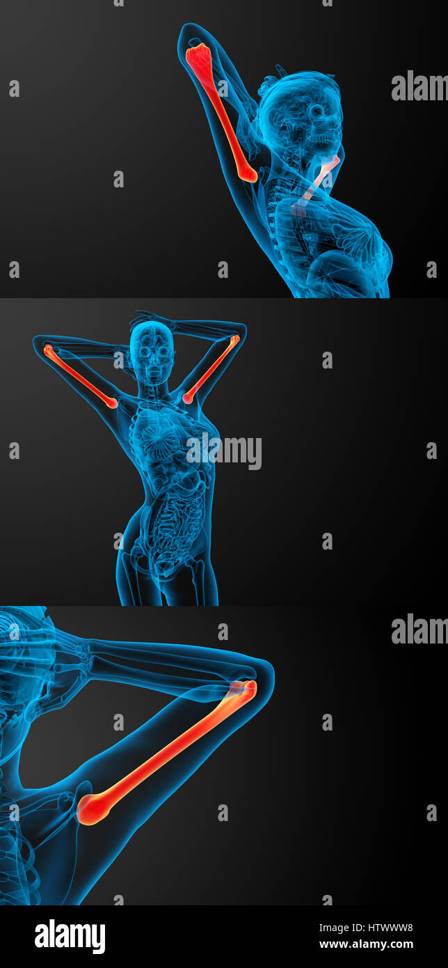 3d rendering medical illustration of the humerus bone Stock Photo - Alamy