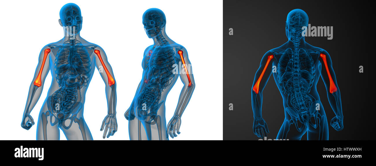 3d rendering medical illustration of the humerus bone Stock Photo - Alamy