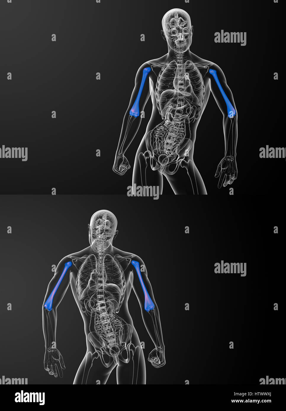 3d rendering medical illustration of the humerus bone Stock Photo - Alamy