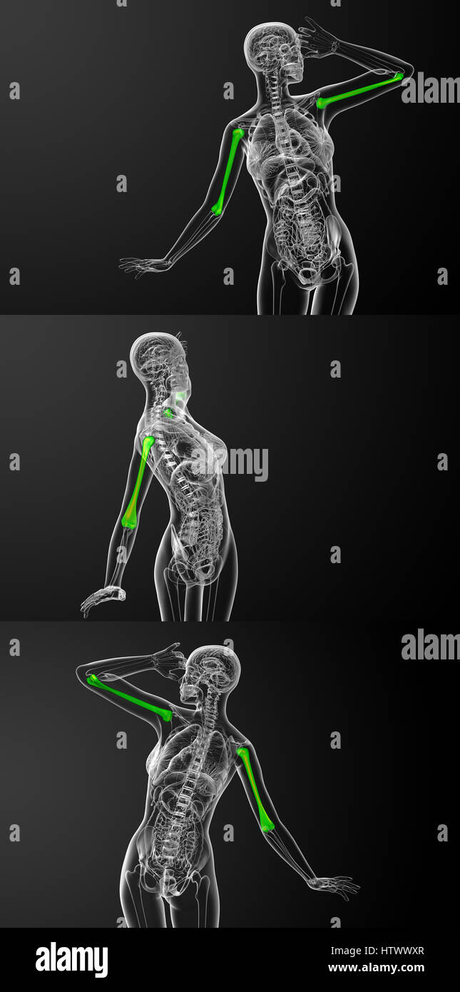 3d rendering medical illustration of the humerus bone Stock Photo - Alamy