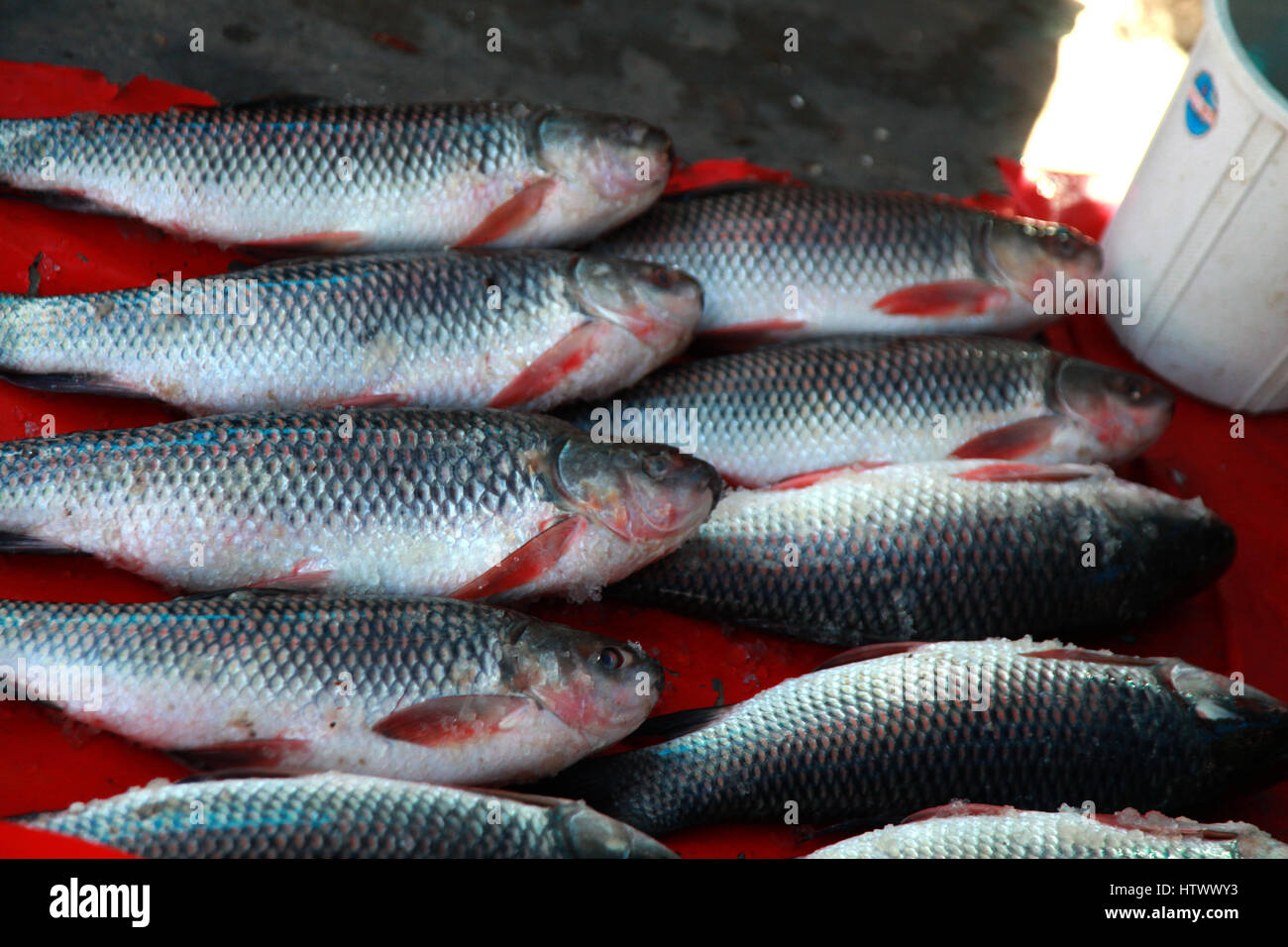 Local Fish stall, selling fish, New Delhi (Copyright © Saji Maramon ...