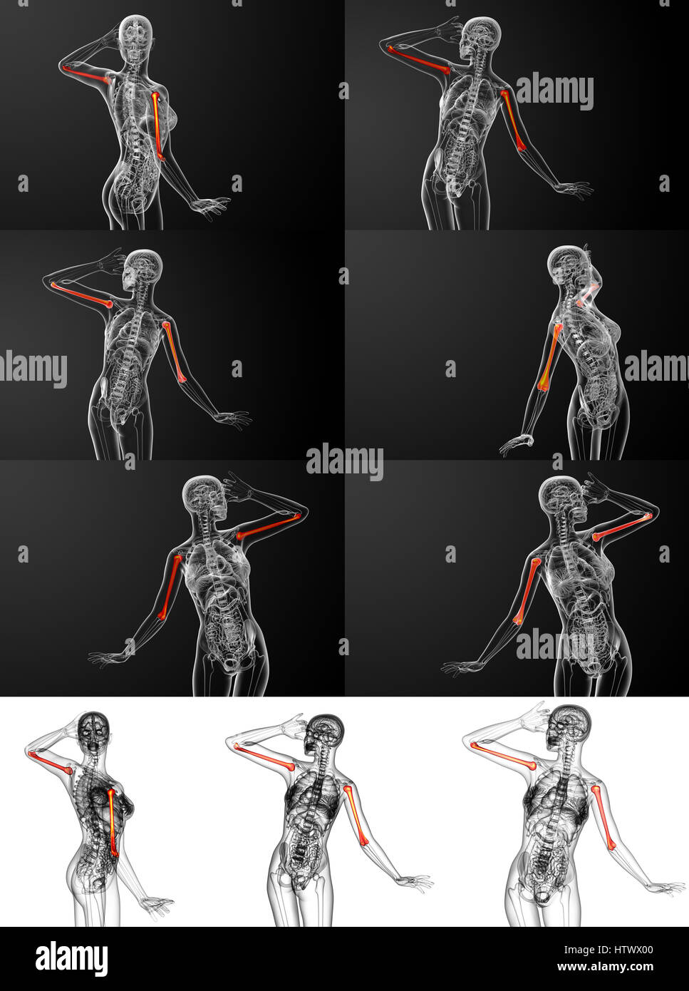 3d rendering medical illustration of the humerus bone Stock Photo - Alamy