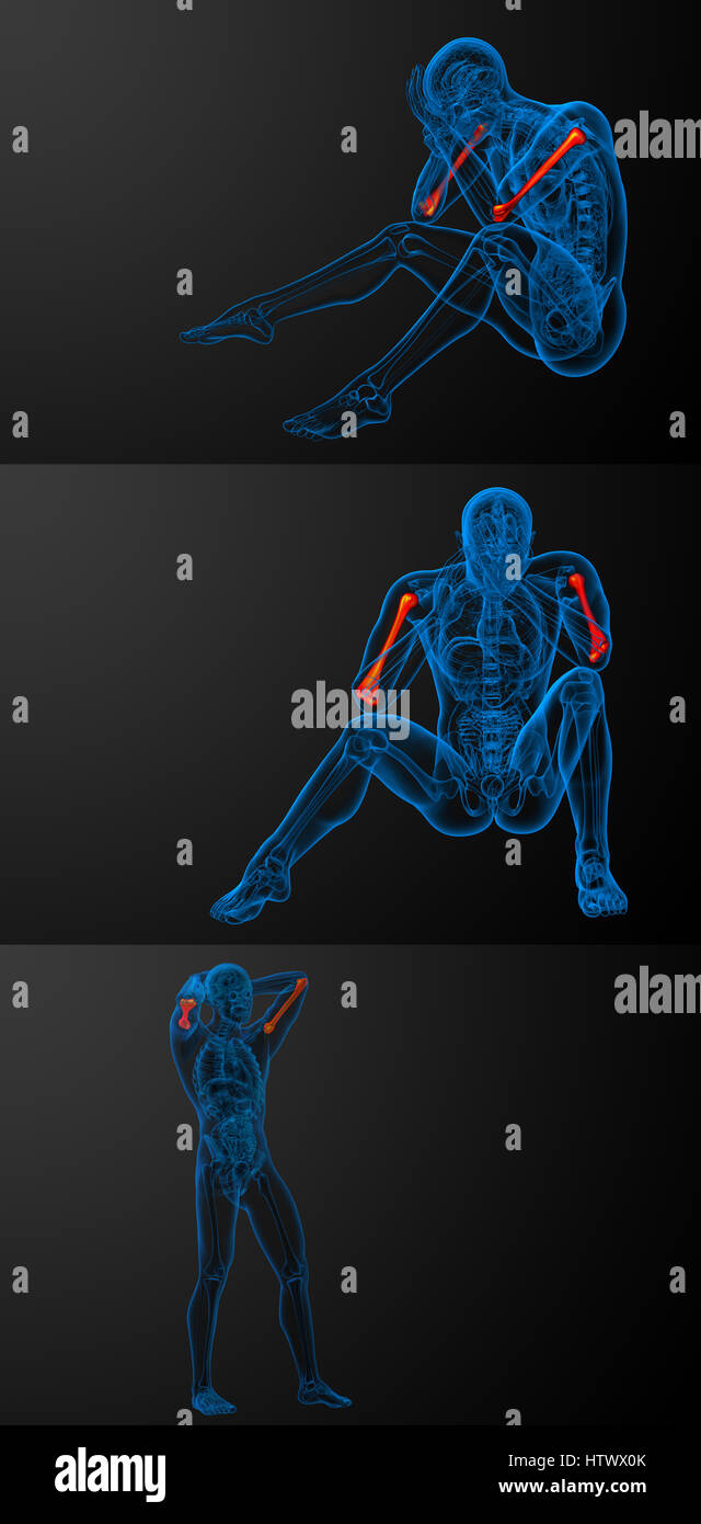 3d rendering medical illustration of the humerus bone Stock Photo - Alamy