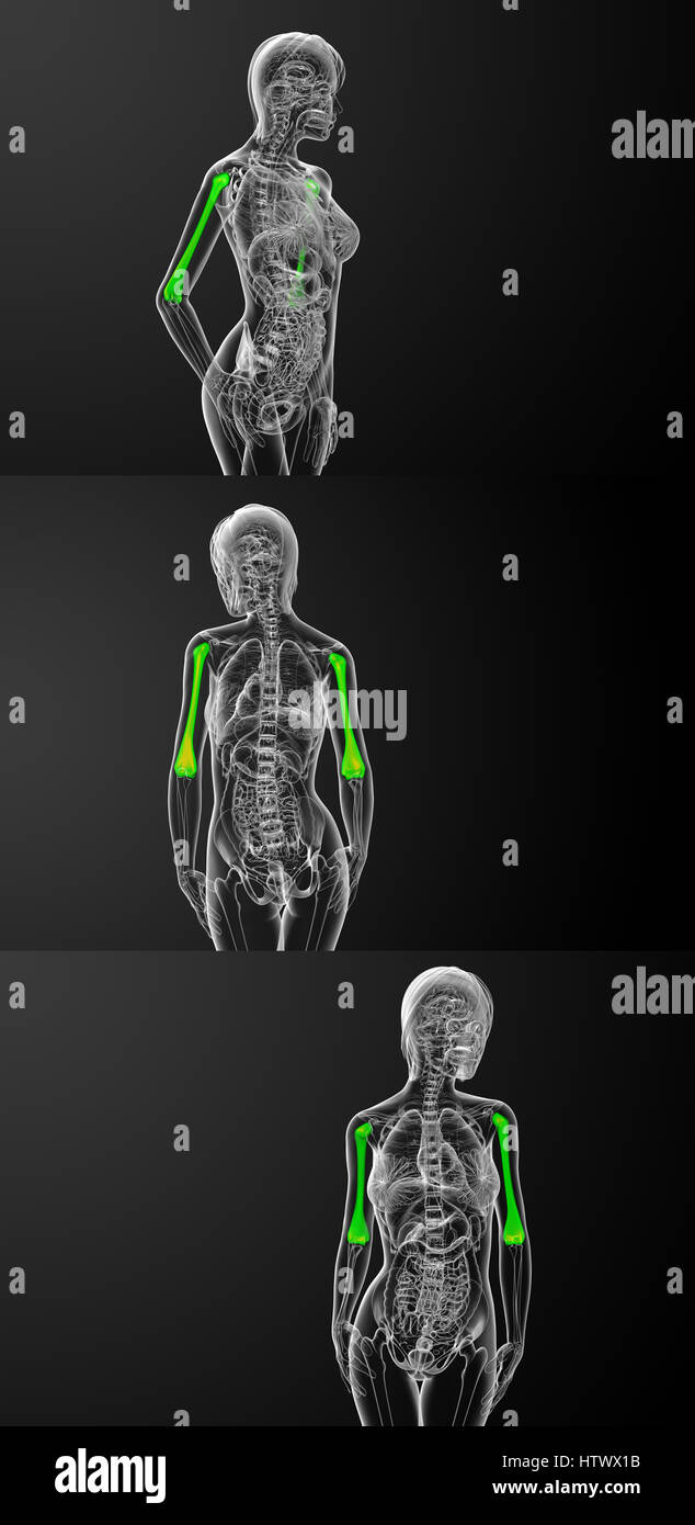 3d rendering medical illustration of the humerus bone Stock Photo - Alamy