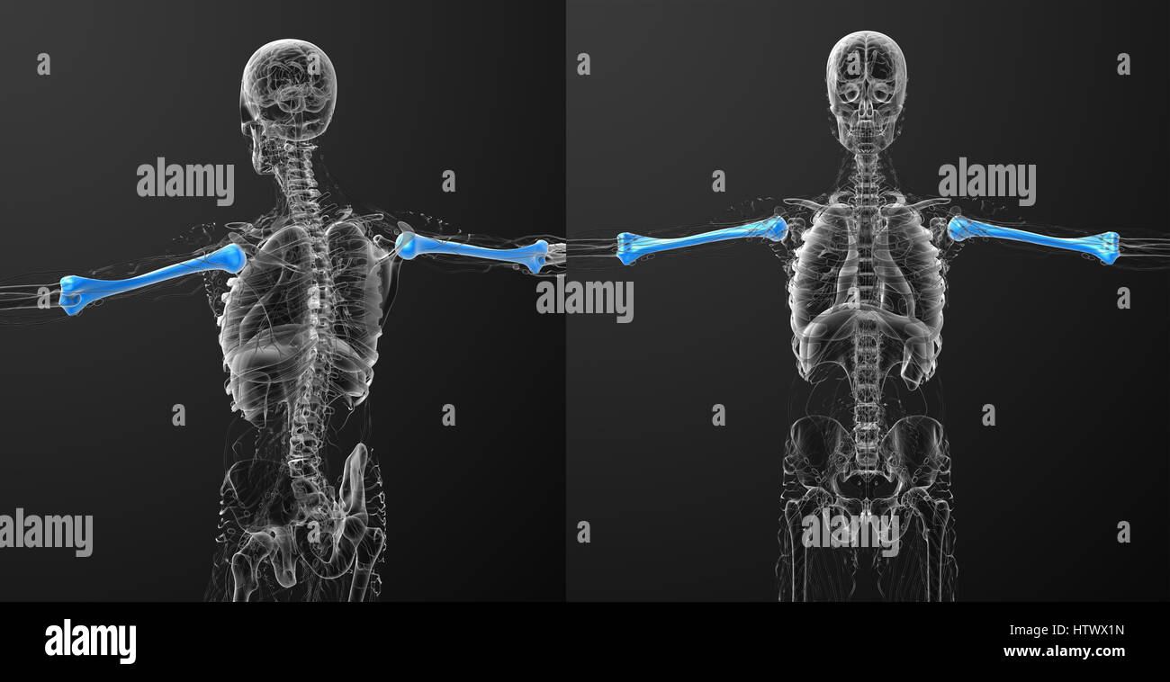 3d rendering medical illustration of the humerus bone Stock Photo - Alamy