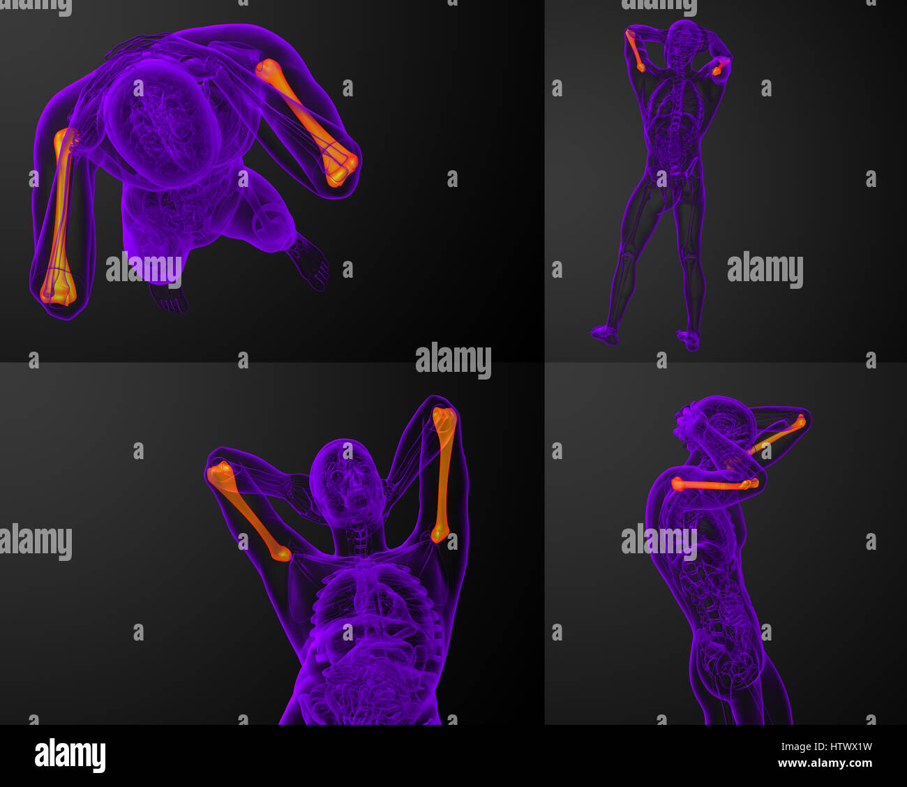 3d rendering medical illustration of the humerus bone Stock Photo - Alamy