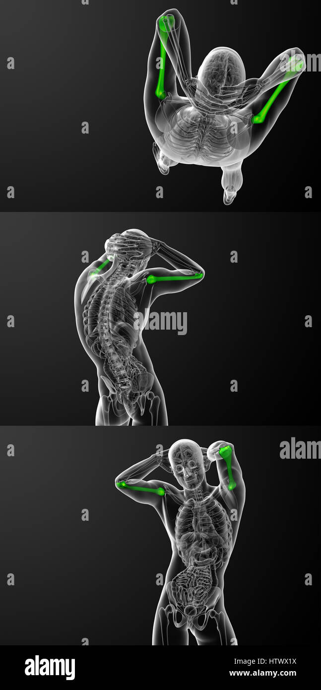 3d rendering medical illustration of the humerus bone Stock Photo - Alamy