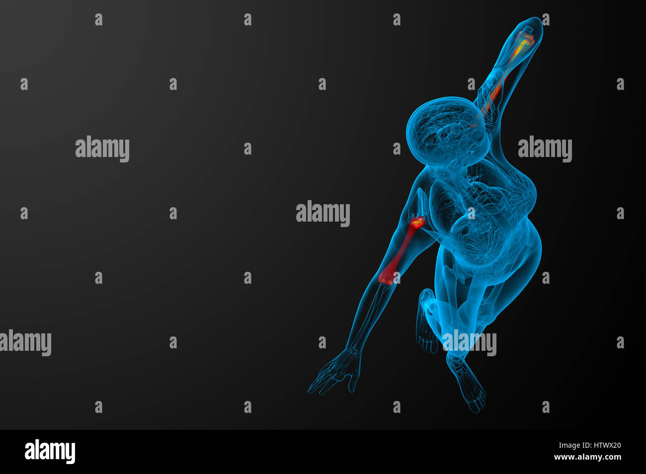 3d render medical illustration of the humerus bone Stock Photo - Alamy