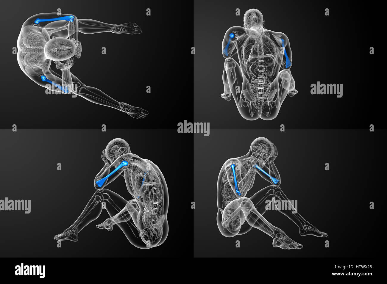 3d rendering medical illustration of the humerus bone Stock Photo - Alamy