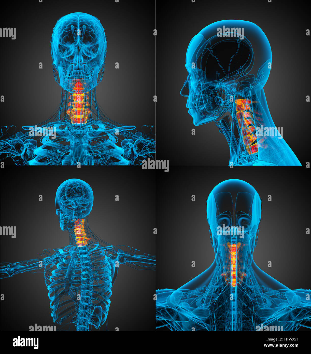 Neck bone hi-res stock photography and images - Alamy