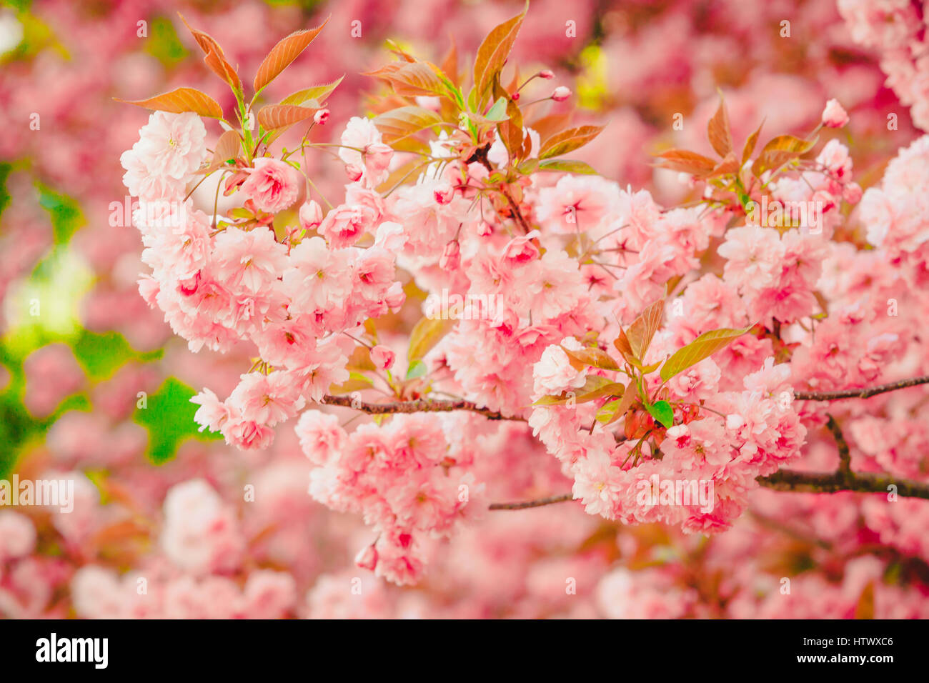 Spring Background. Blossom tree .Spring flowers Stock Photo - Alamy
