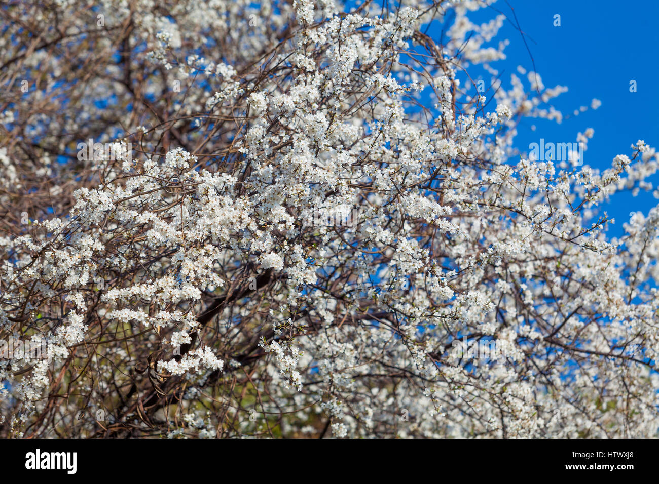 Spring blossom background. spring flowers Stock Photo - Alamy