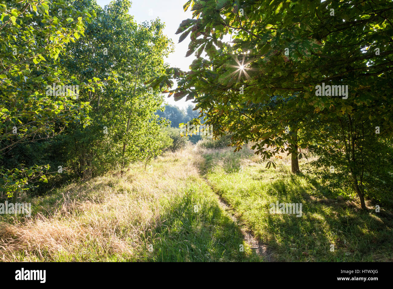 Light shining through trees hi-res stock photography and images - Alamy