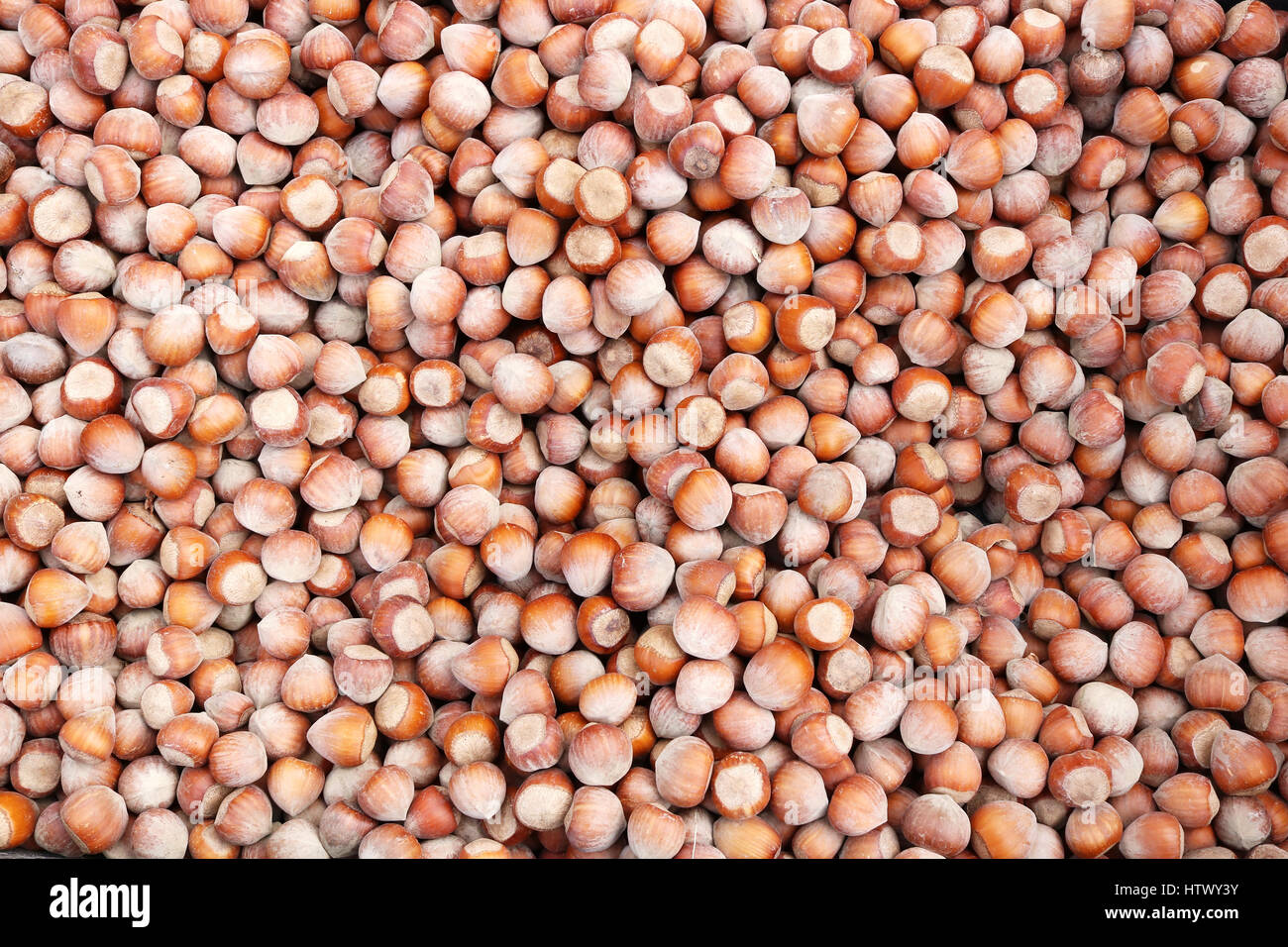 Red real hazelnut filbert in a shell background Stock Photo - Alamy