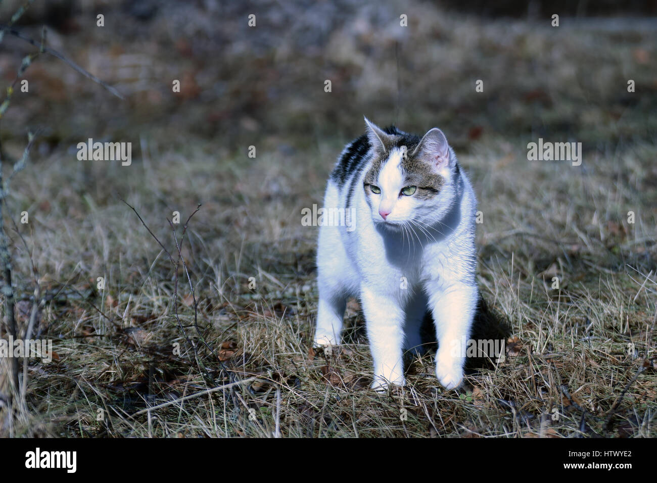 Walking cats hi-res stock photography and images - Alamy