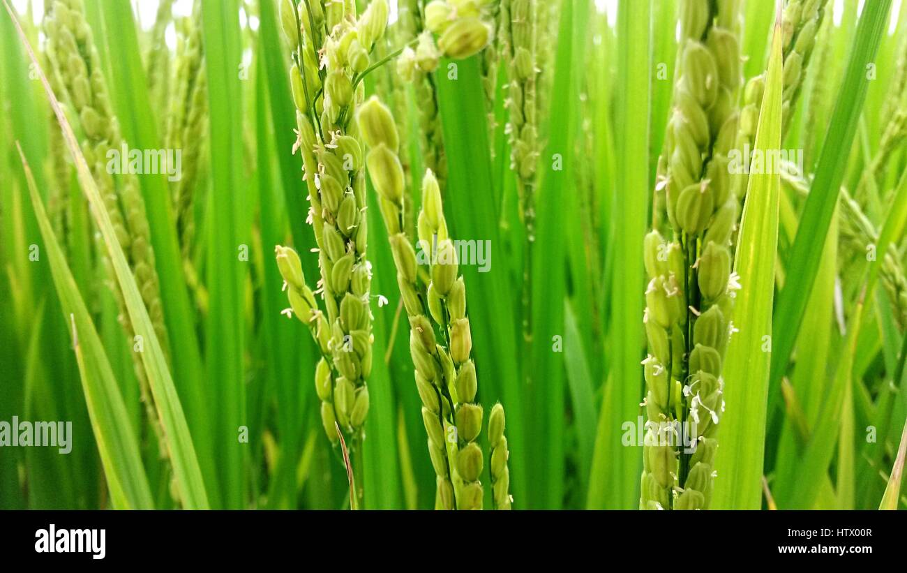 Rice field japan hi-res stock photography and images - Alamy