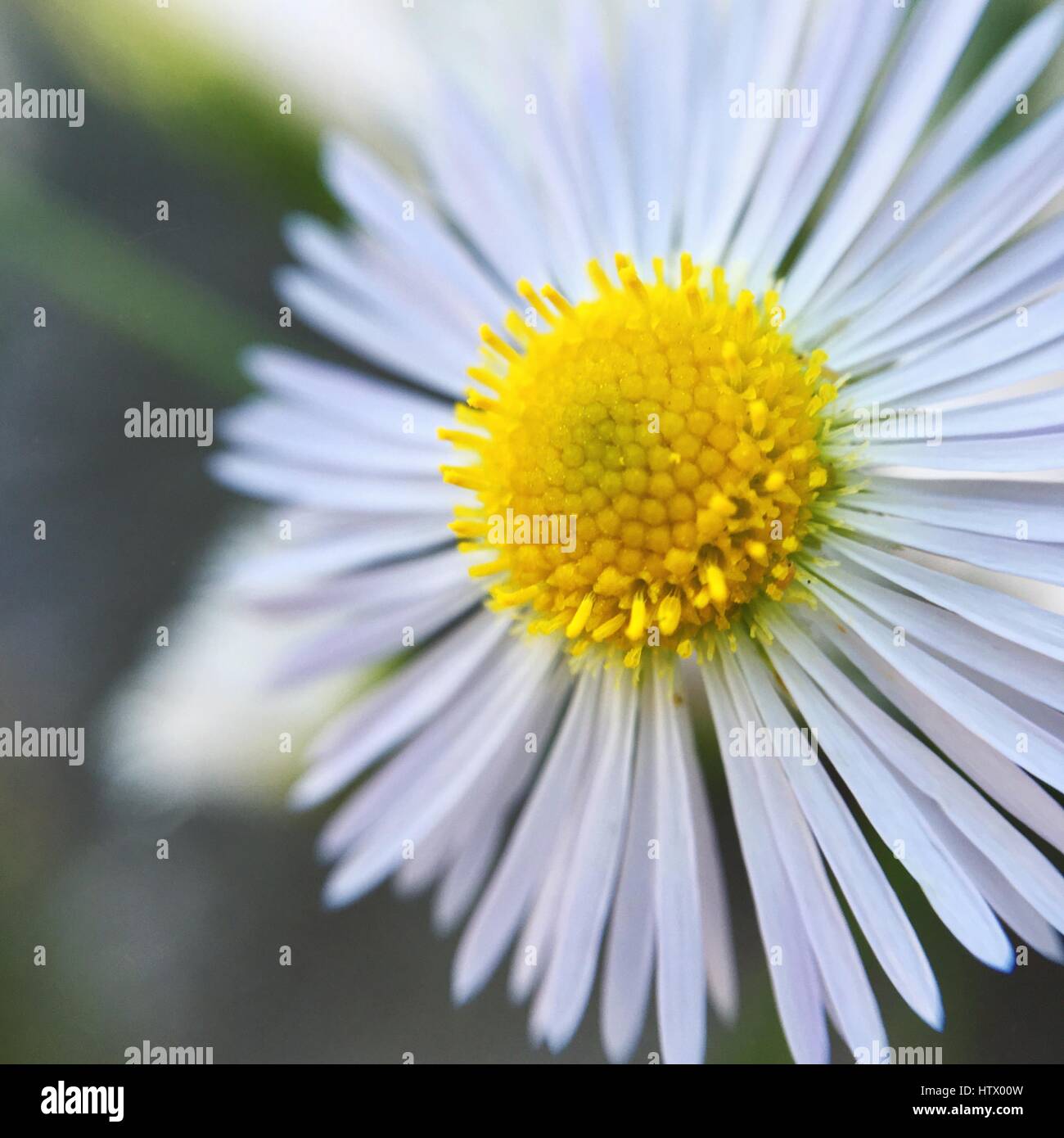 Head of a daisy Stock Photo - Alamy