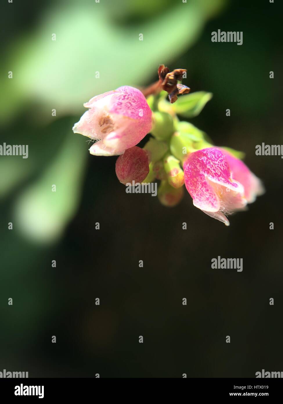 Pink flowerhead bloom spring hi-res stock photography and images - Alamy