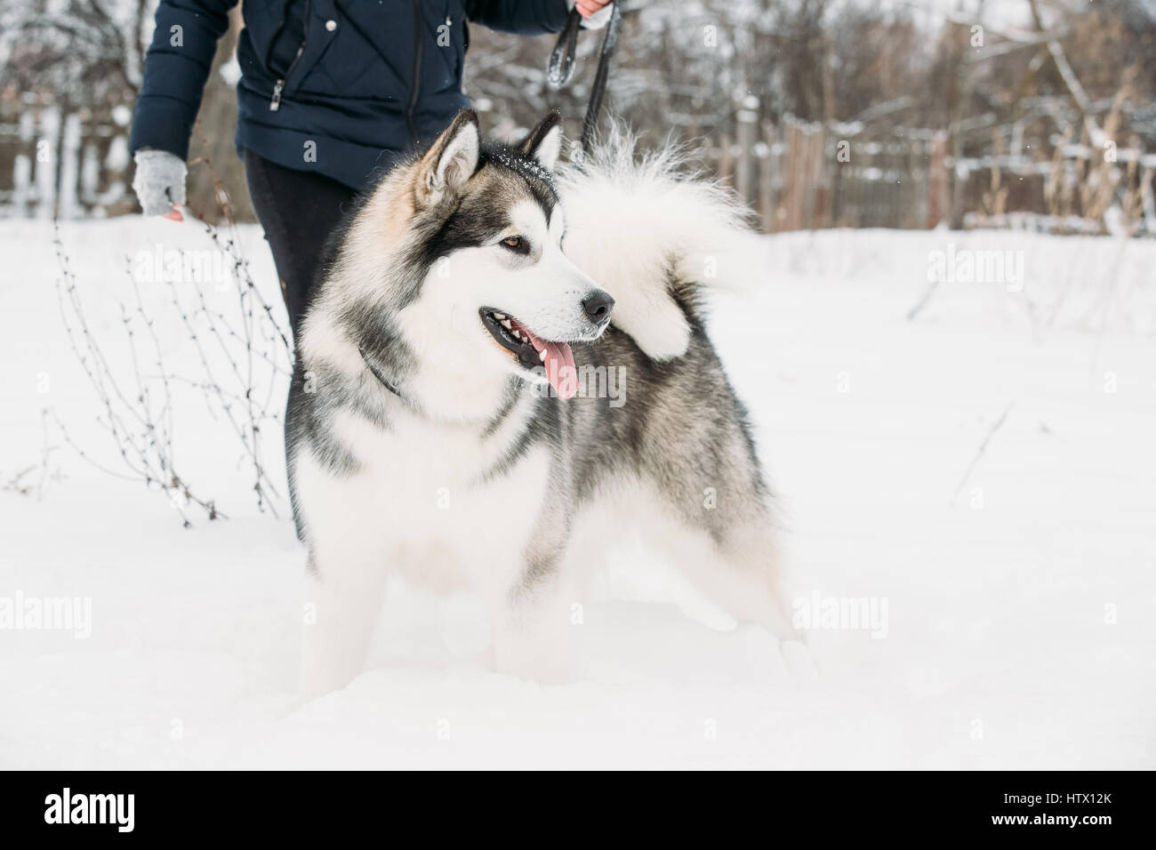 Mally dog hi-res stock photography and images - Alamy