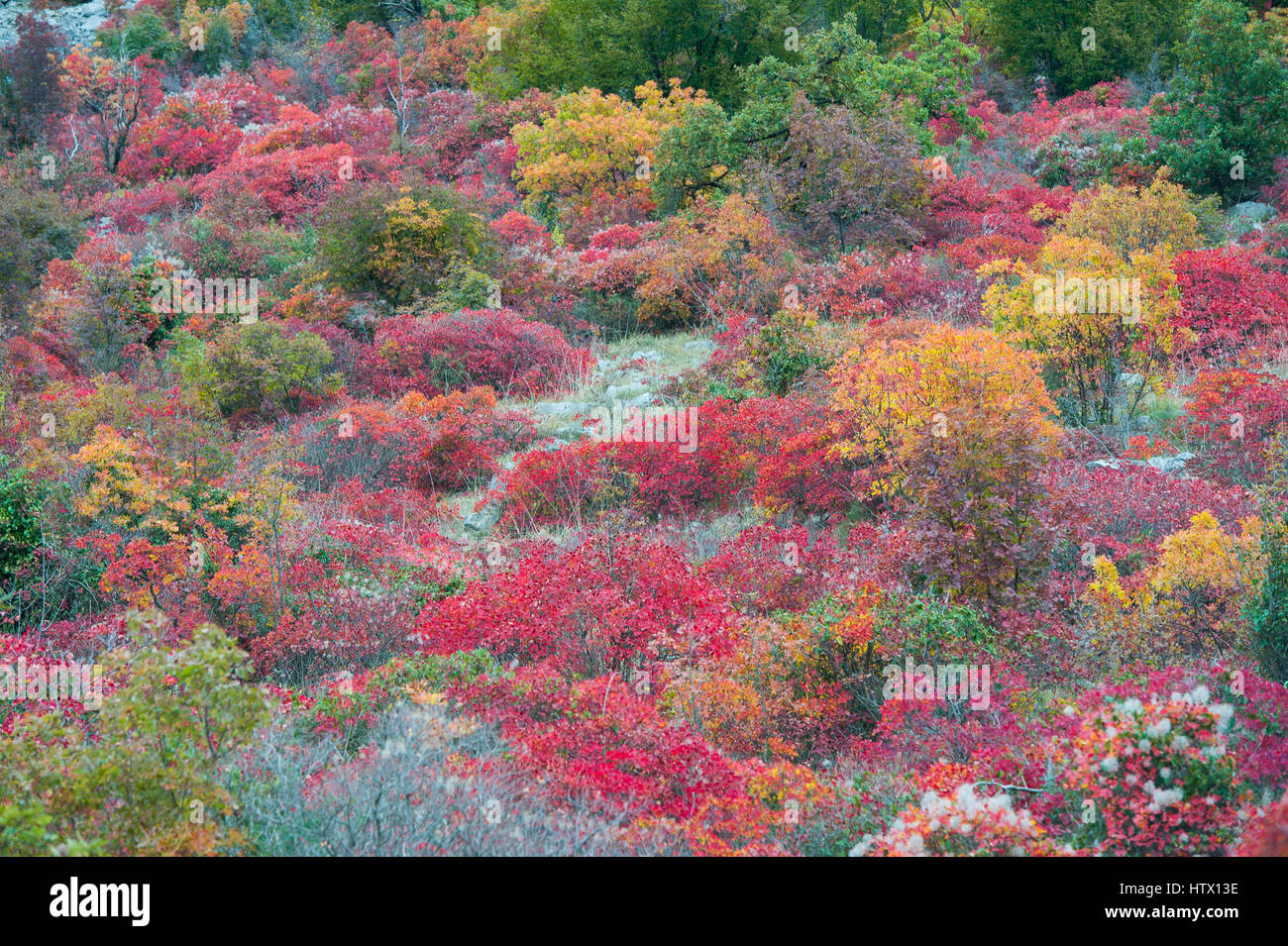 Red bushes hi-res stock photography and images - Alamy
