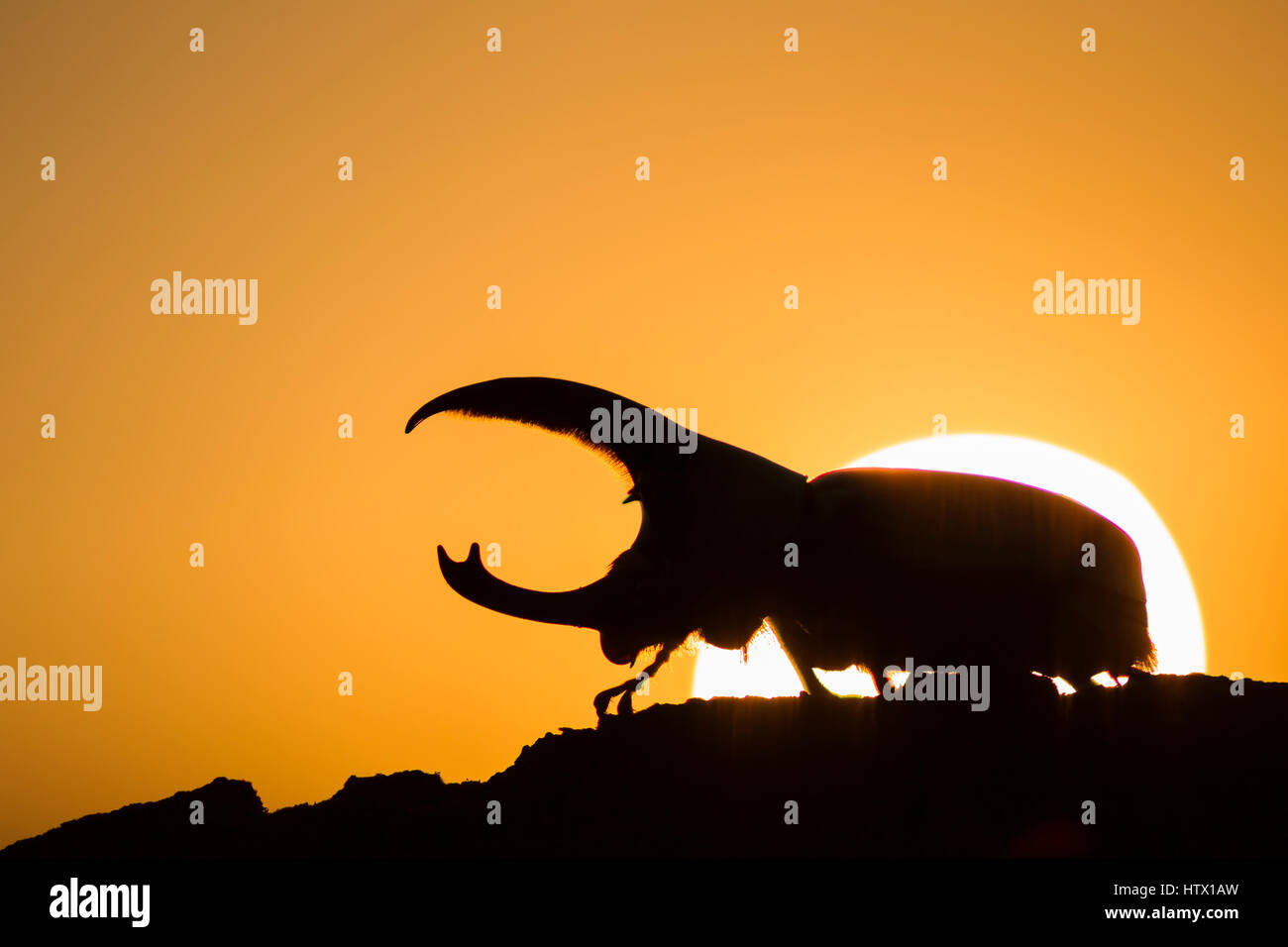 Western Hercules Beetle male walking on log, silhouetted by rising sun ...