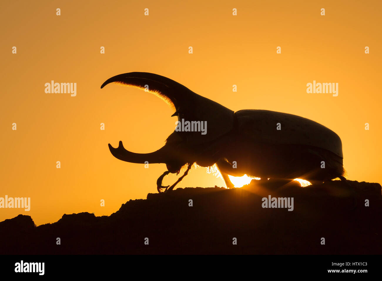 Western Hercules Beetle male walking on log, silhouetted by rising sun ...