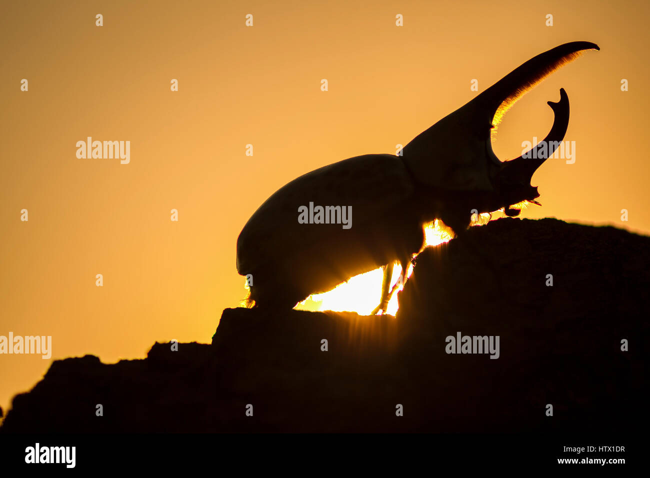 Western Hercules Beetle male walking on log, silhouetted by rising sun ...