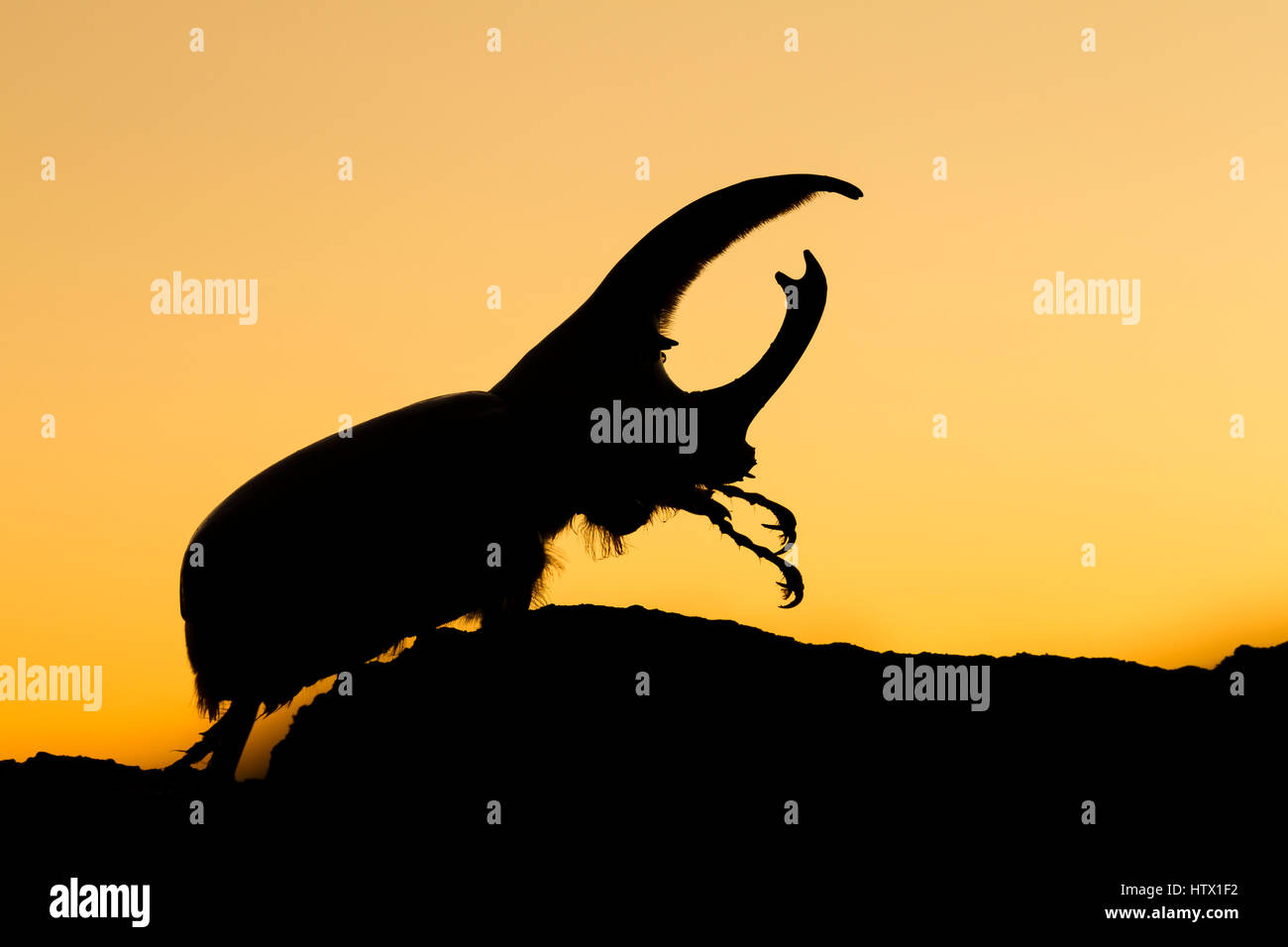 Western Hercules Beetle male walking on log, striving upward ...