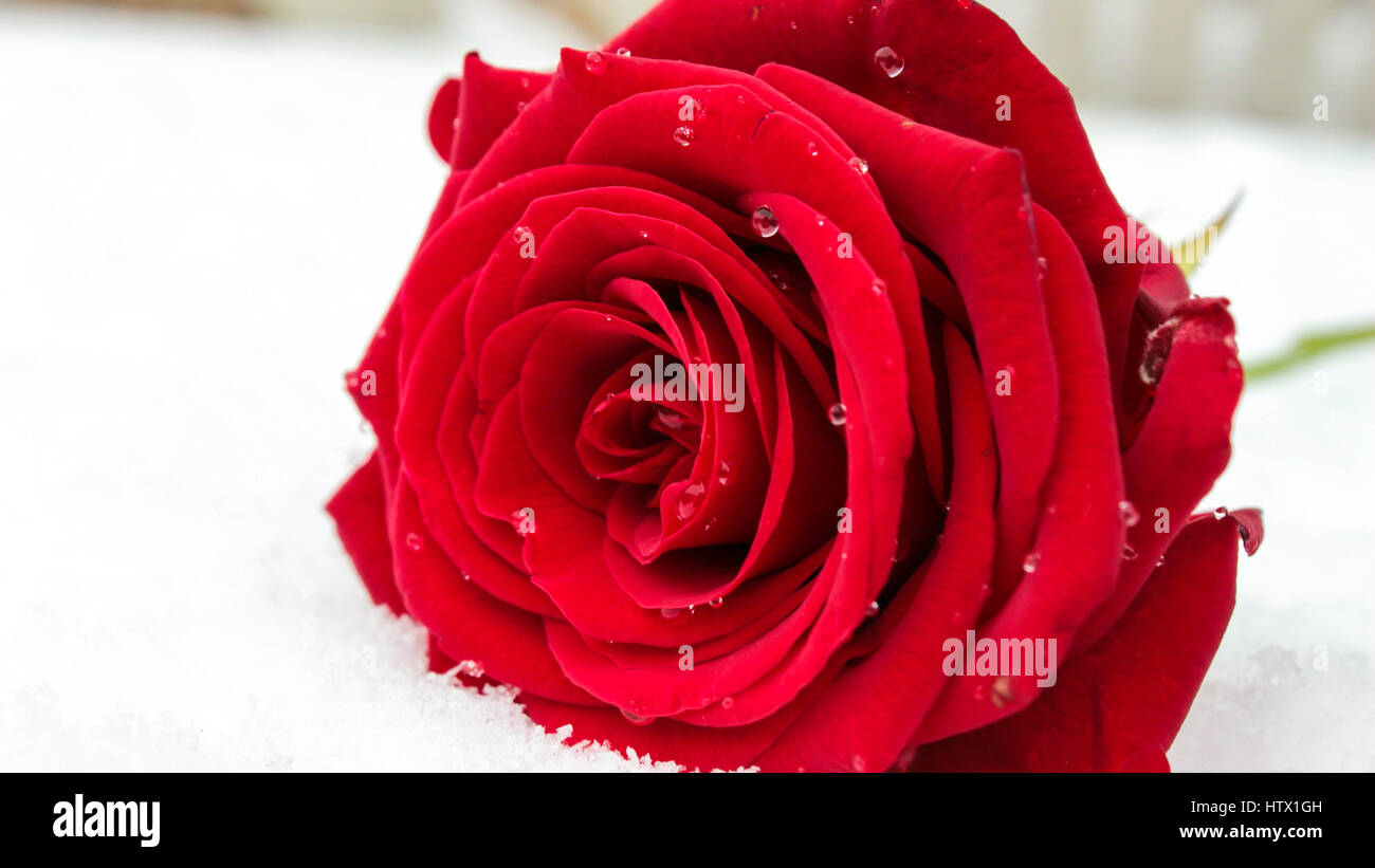 Closeup to a red wet rose Stock Photo - Alamy