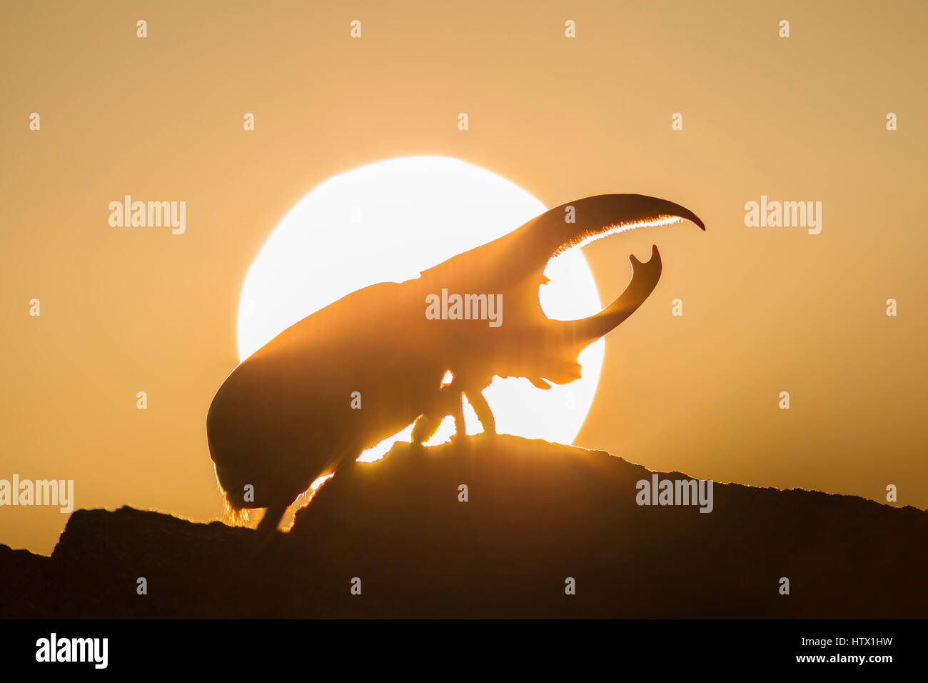 Western hercules beetle male walking hi-res stock photography and ...