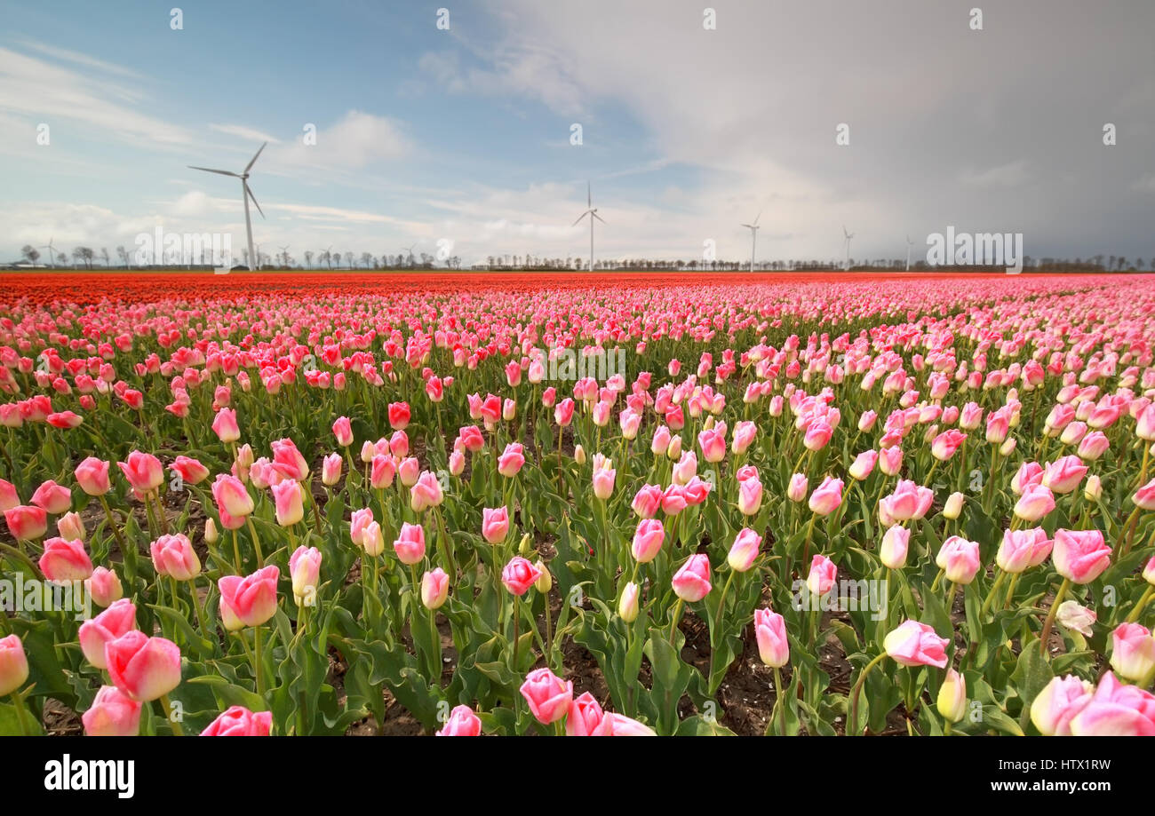 pink and red tulip field is spring, Holland Stock Photo - Alamy