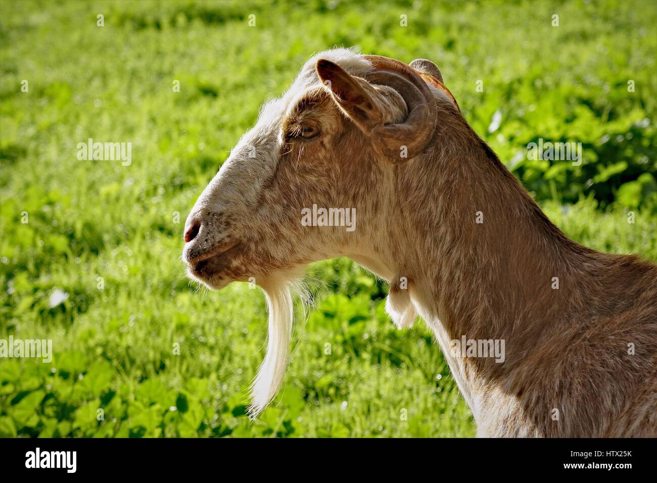 Goats of the Florida breed in agricultural exploitation in Spain Stock ...