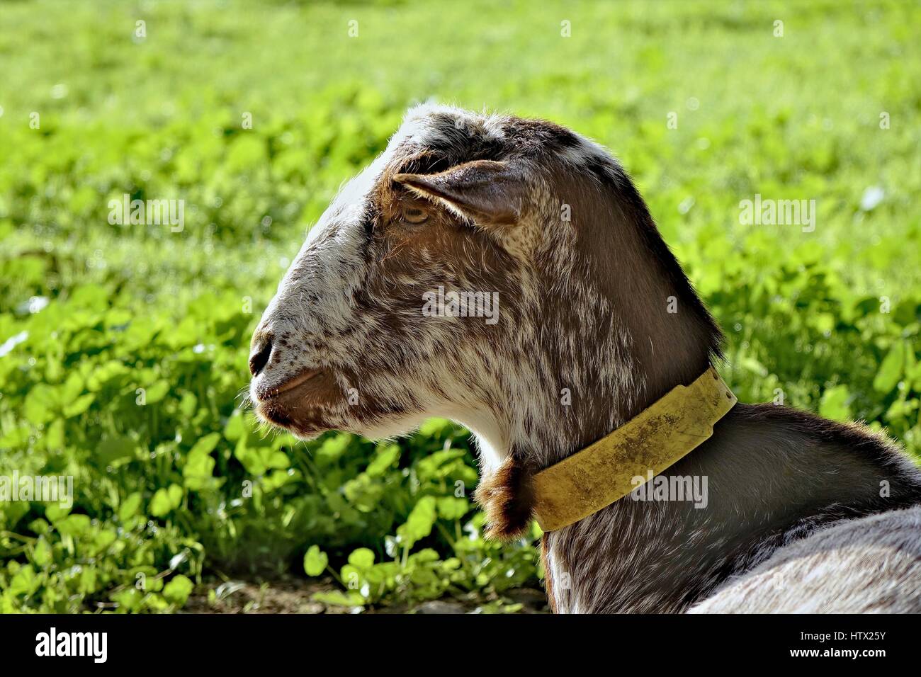 Goats of the Florida breed in agricultural exploitation in Spain Stock ...